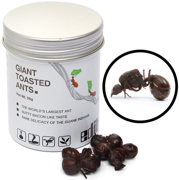 Fourmis comestibles Fourmis comestibles